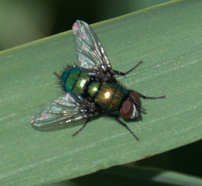 Blow Flies from Spokane County, WA, USA on August 28, 2022 at 09:00 AM ...