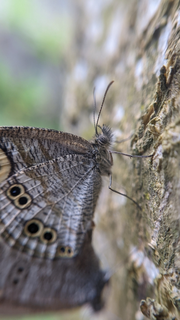 Philippine Five-Ring from 1911 Campupot Drive Beverly Hills Subdivision ...