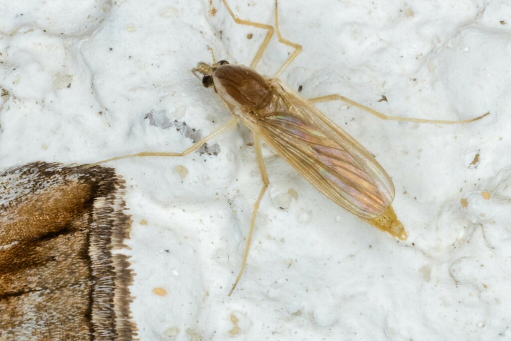 Phantom Midges from Ahrensdorf, 17268 Templin, Germany on August 09 ...