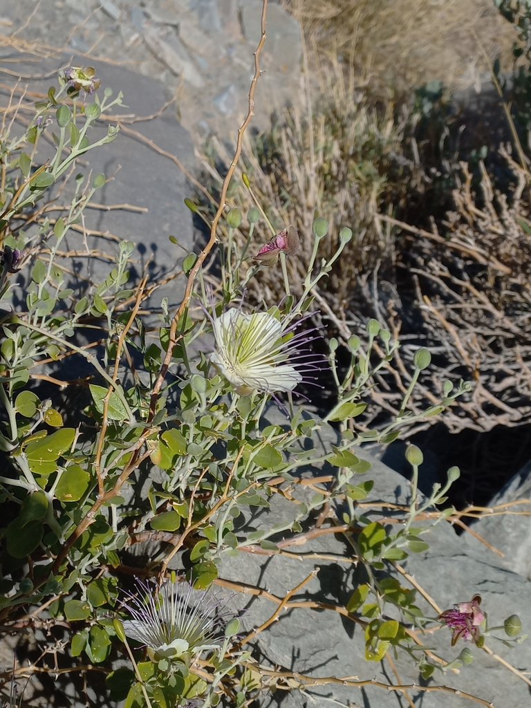 Caper Bush from Saravan, IR-SB, IR on August 31, 2022 at 09:04 AM by ...