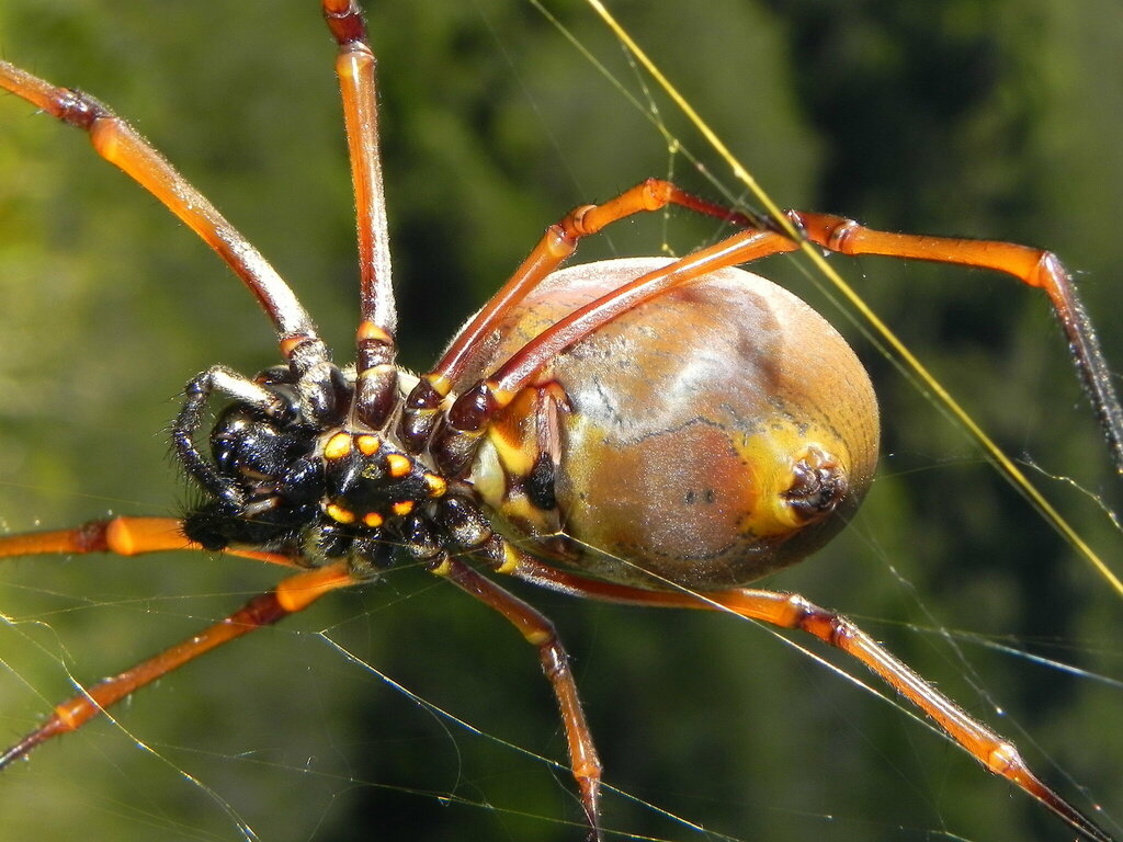 Tiger Spider from Ouara, Sud, Nouvelle-Calédonie on March 28, 2015 at ...
