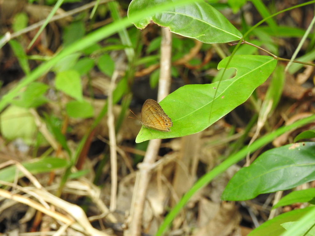 Malayan Bushbrown from 91100 Lahad Datu, Sabah, Malaysia on August 15 ...