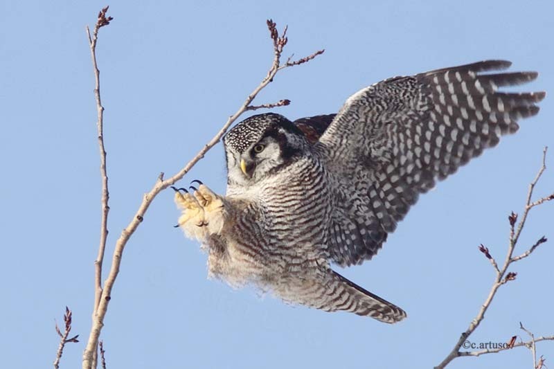 Northern Hawk Owl in November 2012 by Christian Artuso. A Northern Hawk ...