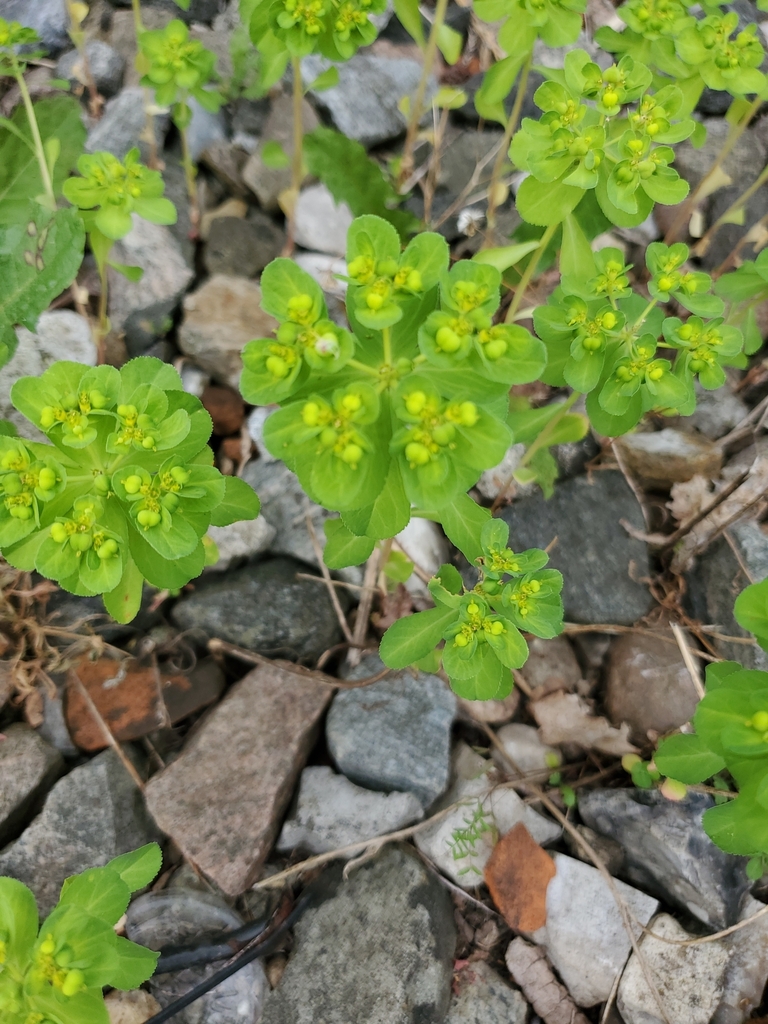 Sun spurge from Jernbanegade v Tønder St. (Tønder), 6270 Tønder ...