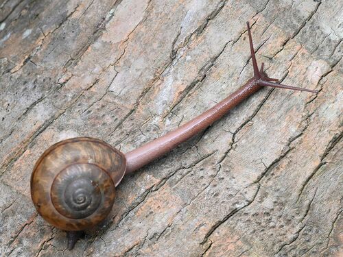 Chloritis marimberti · iNaturalist