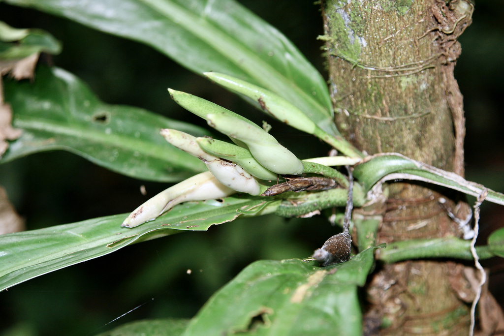 Philodendron campii from Майнас, Перу on August 3, 2008 at 12:16 AM by ...