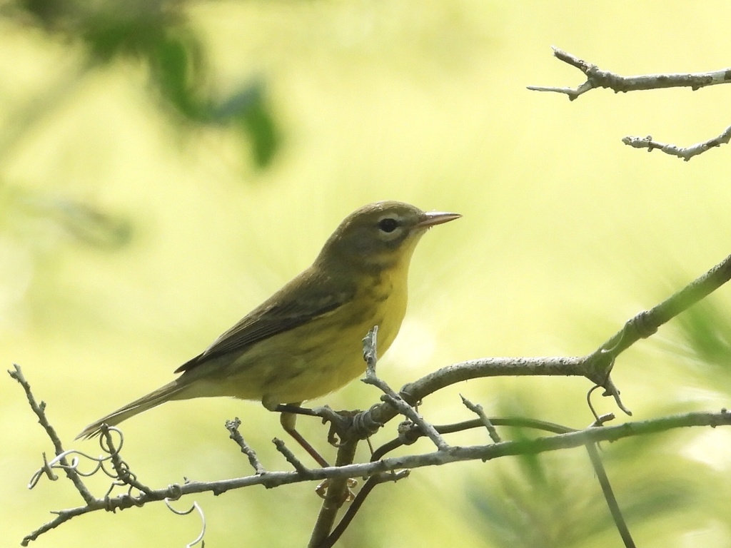 Prairie Warbler from Bike Path, Charleston, SC, US on August 31, 2022 ...