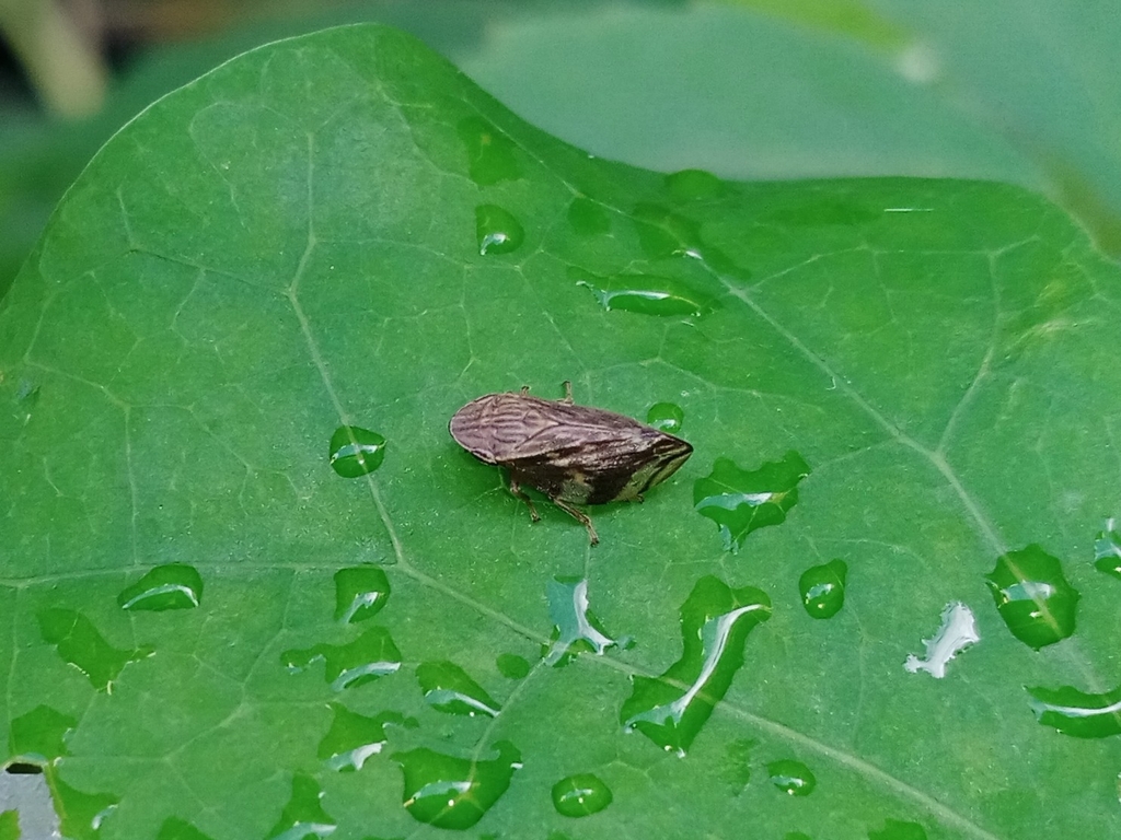 Clovia conifera from Nutan Pally, Purba Barisha, Kolkata, West Bengal ...