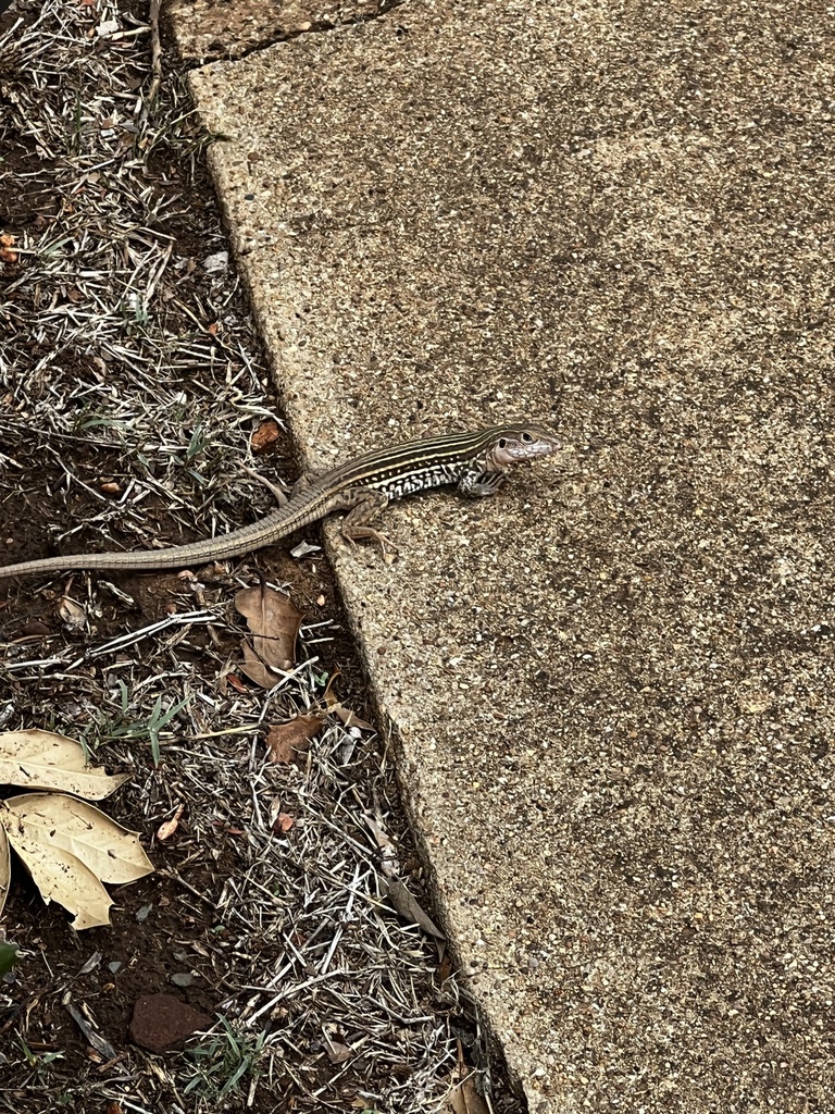 Common Spotted Whiptail from Watson Pl, Strawn, TX, US on August 31 ...