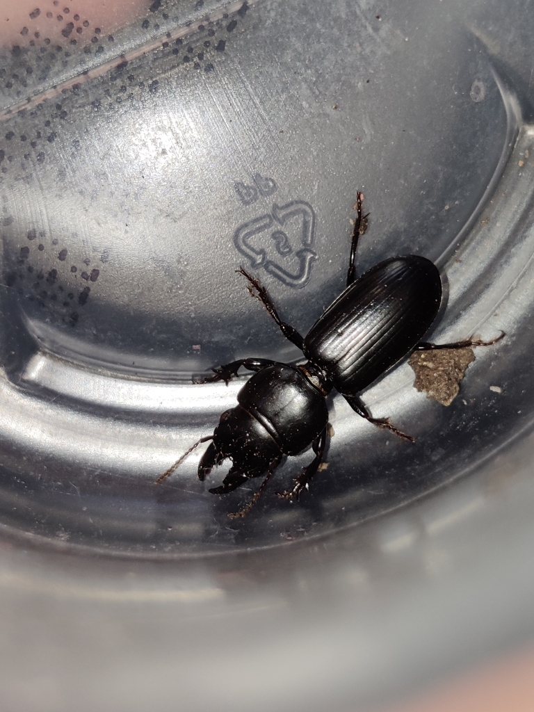Big-headed Ground Beetle from Randalls Island, New York, NY, USA on ...