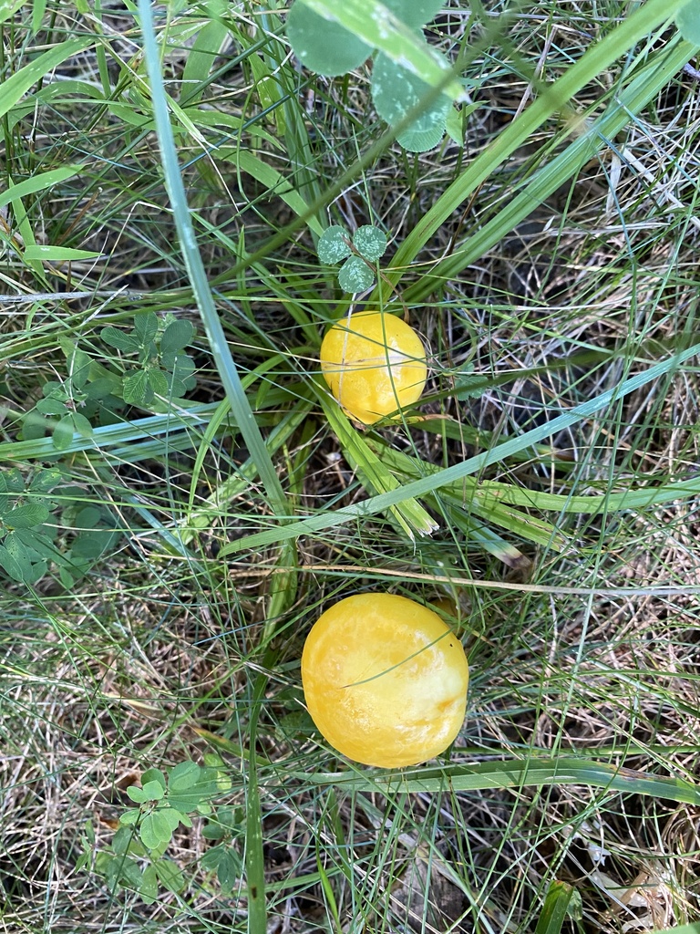 Pulveroboletus curtisii from Nashville, IN, US on August 31, 2022 at 11 ...