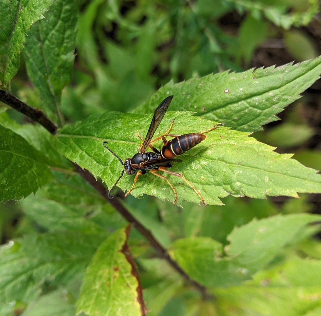 Dark Paper Wasp from Lee, NH 03824, USA on August 31, 2022 at 10:41 AM ...