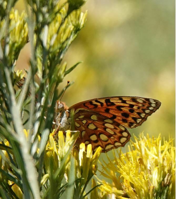 Coronis Fritillary from Denver Audubon Nature Center on August 30, 2022 ...