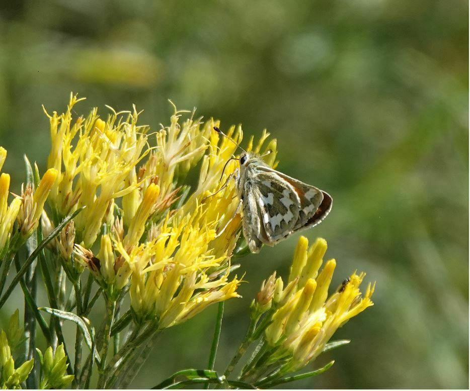Juba Skipper from Denver Audubon Nature Center on August 30, 2022 at 12 ...