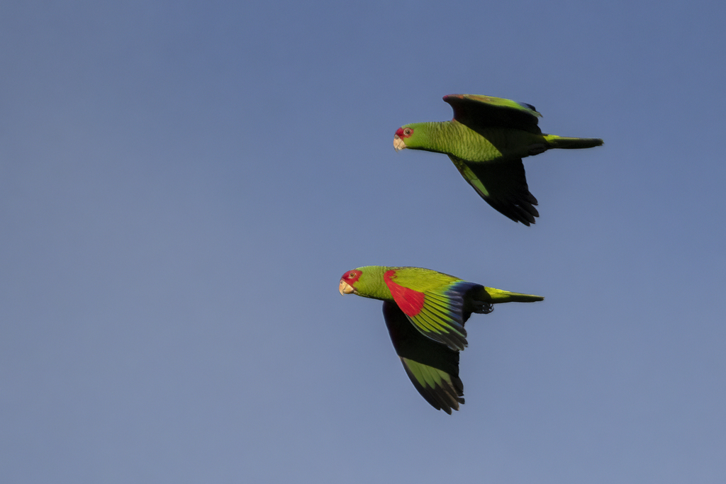 Red-spectacled Amazon in June 2022 by Luiz Fernando Matos · iNaturalist