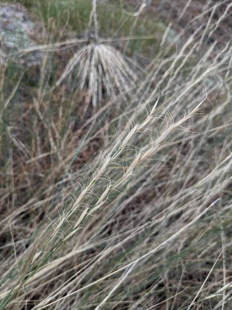 Bluebunch Wheatgrass in August 2022 by Eric Ungberg · iNaturalist