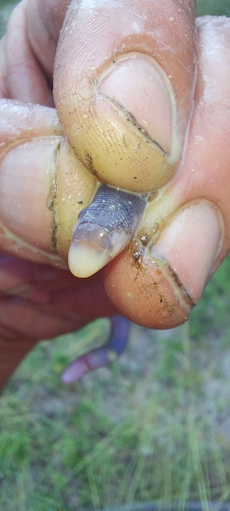 Angolan spade-snouted worm lizard from Ngamiland East, Botswana on ...