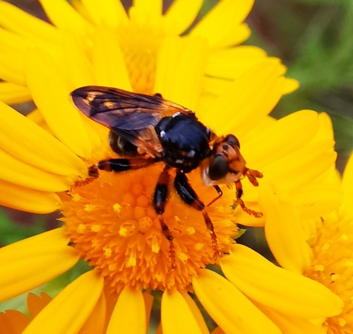 Myopa fenestrata · iNaturalist