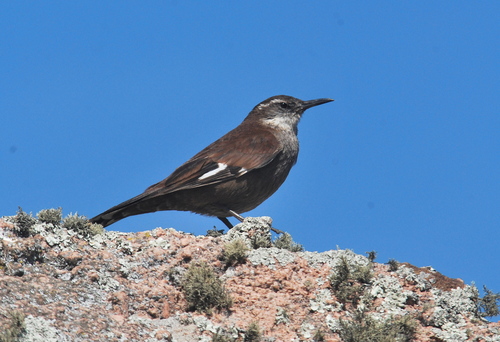 Subspecies Cinclodes atacamensis schocolatinus · iNaturalist