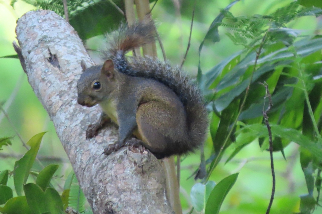 Deppe's Squirrel from 73443 Pue., México on August 23, 2022 at 09:04 AM ...