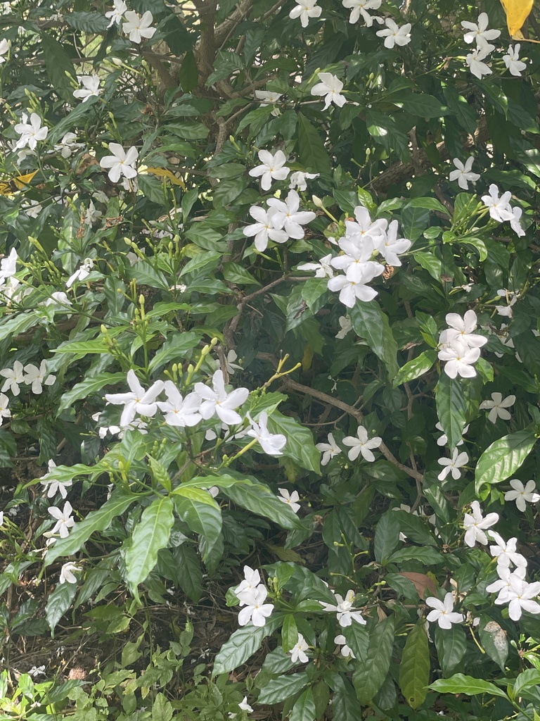 Crepe Jasmine from Tildenville Outpost, Winter Garden, FL, US on April ...