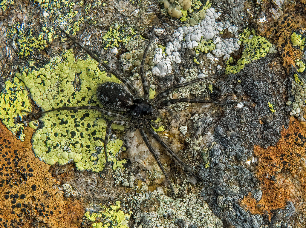 Groenland Wolf Spider from Alpine Garden Trail, New Hampshire 03846 ...
