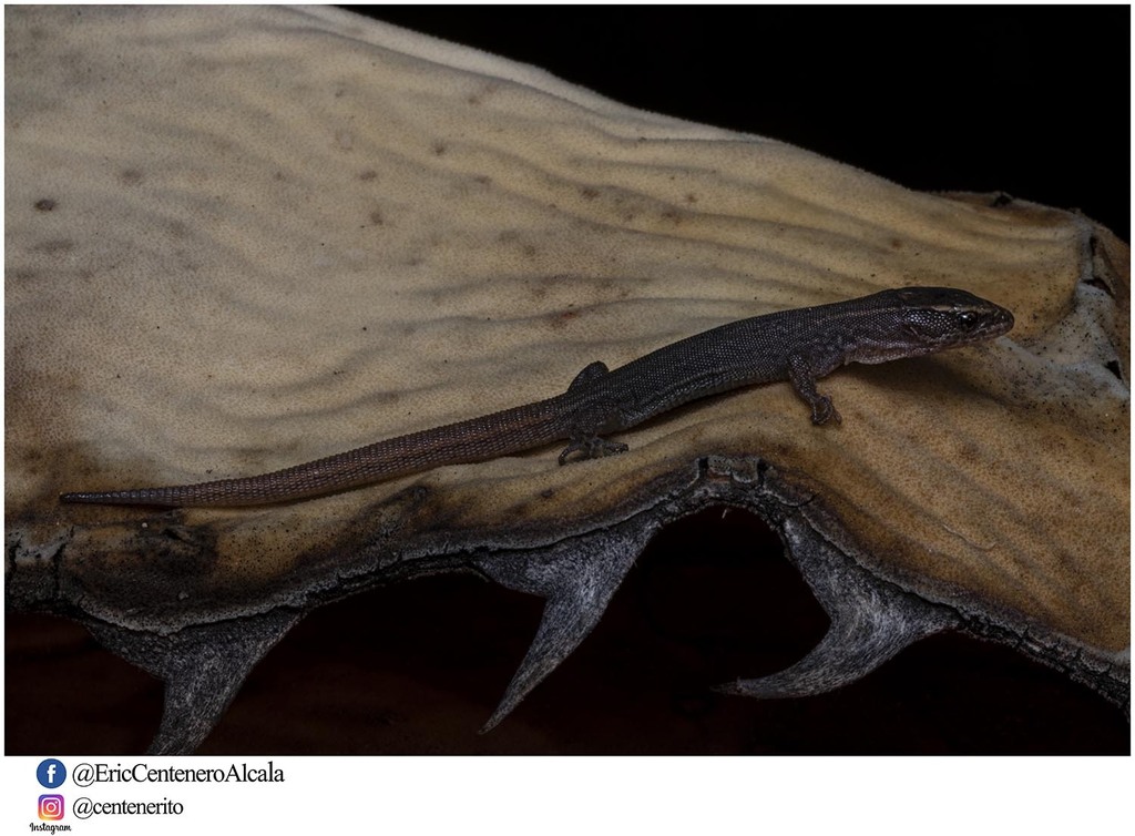 Durango Night Lizard in August 2022 by Eric Centenero Alcalá · iNaturalist