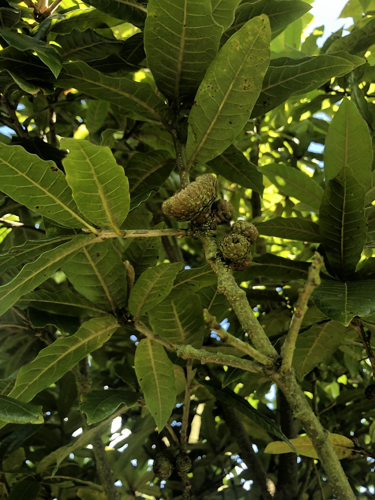 Andean oak in August 2022 by Juanita Montoya · iNaturalist