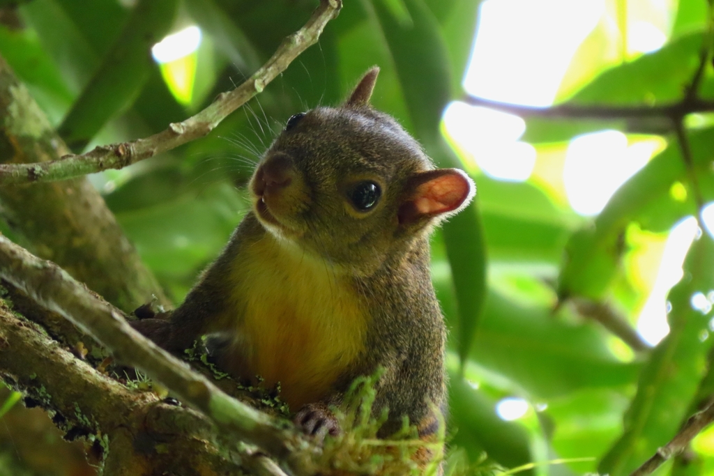 Deppe's Squirrel from 73443 Pue., México on August 29, 2022 at 11:14 AM ...