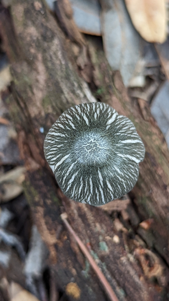 Pluteus glaucotinctus in August 2022 by Michelle C. Torres-Grant ...