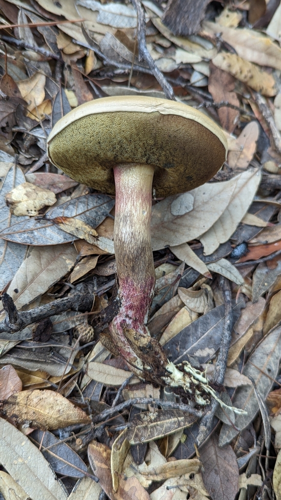 Bitter Boletes in August 2022 by Michelle C. Torres-Grant. video ...