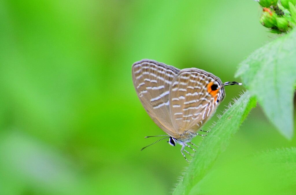 Metallic Cerulean from Jayanti, West Bengal, India on October 26, 2020 ...