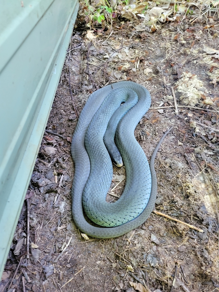 Blue Racer from Michiana, MI 49117, USA on September 1, 2022 at 10:12 ...
