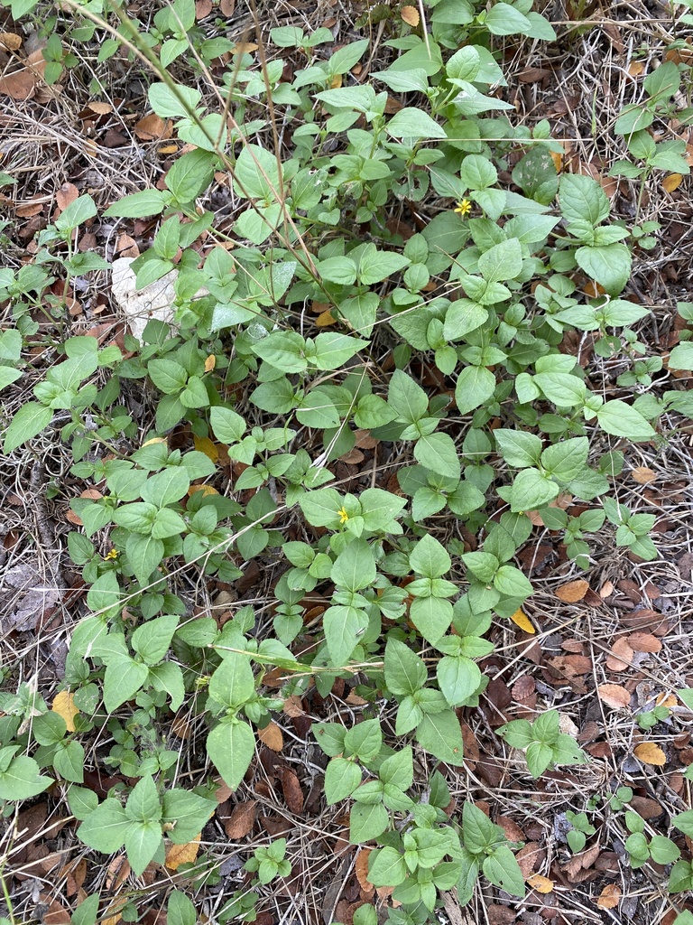 straggler daisy from Camp Bullis, San Antonio, TX, US on September 01 ...