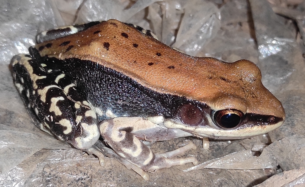 Wide-spread Fungoid Frog from Kamshet, Maharashtra 410405, India on May ...