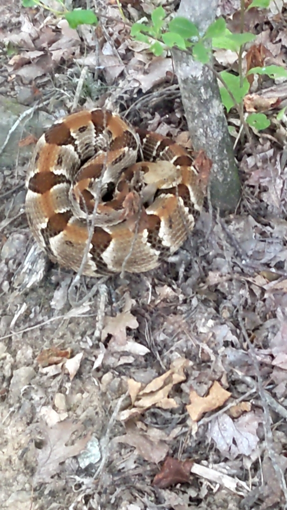 Timber Rattlesnake from Oark, AR 72852, USA on July 05, 2022 at 06:30 ...