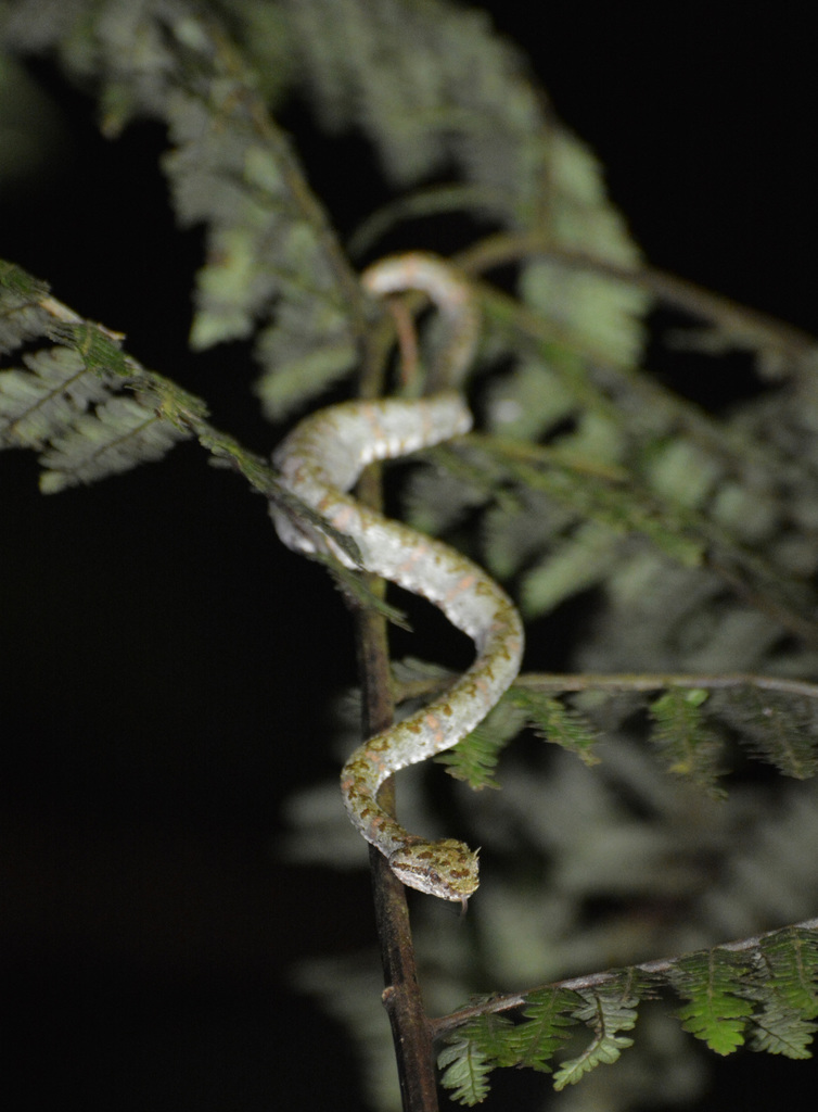 Central American Eyelash-Viper from Texas A&M Soltis Center on July 30 ...