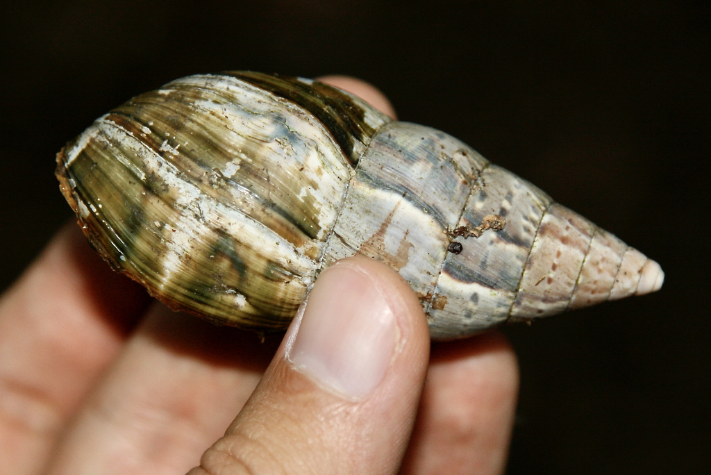 Corona regalis from Майнас, Перу on August 4, 2008 at 12:33 AM by Dr ...