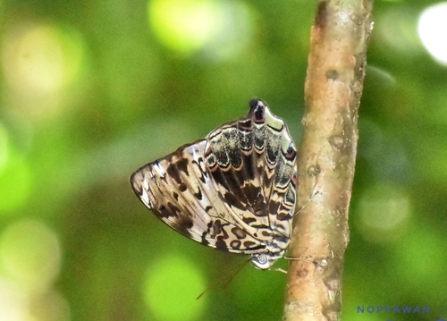 Subspecies Prothoe franck vilma · iNaturalist