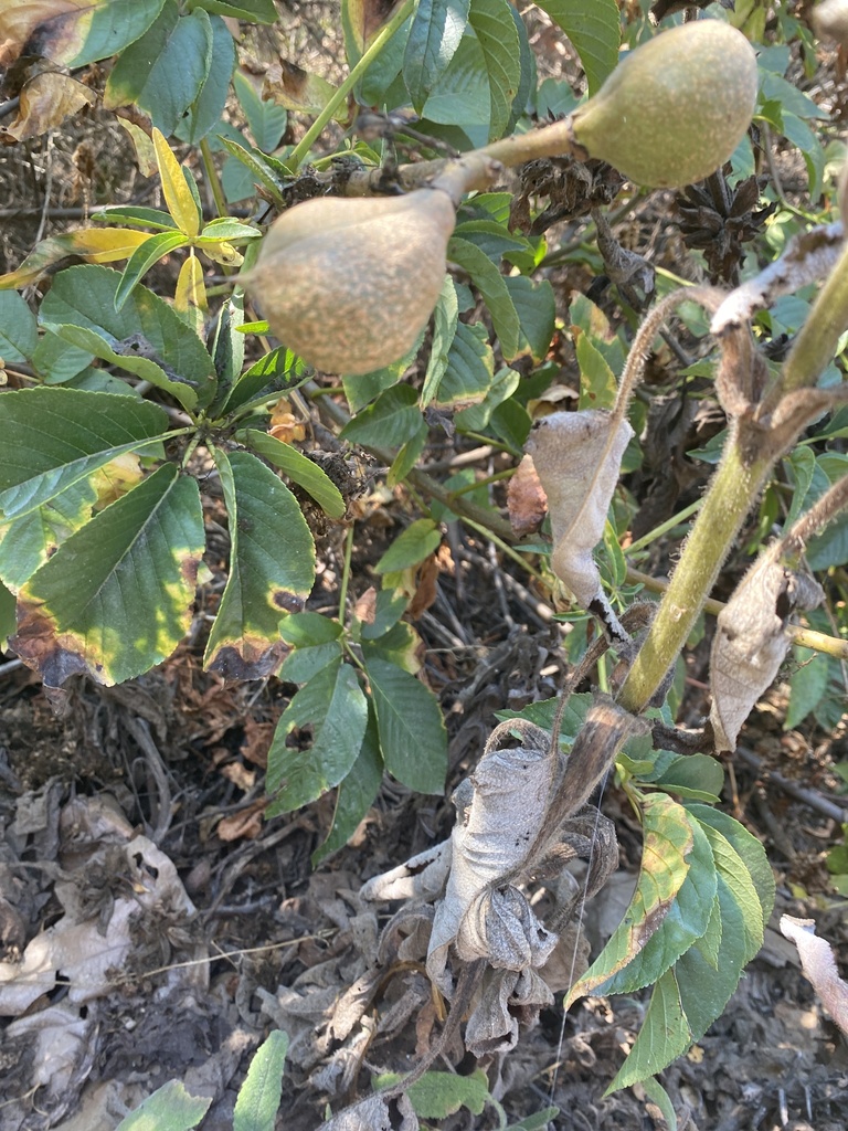 California buckeye from Carmel Valley Rd, Carmel, CA, US on September ...