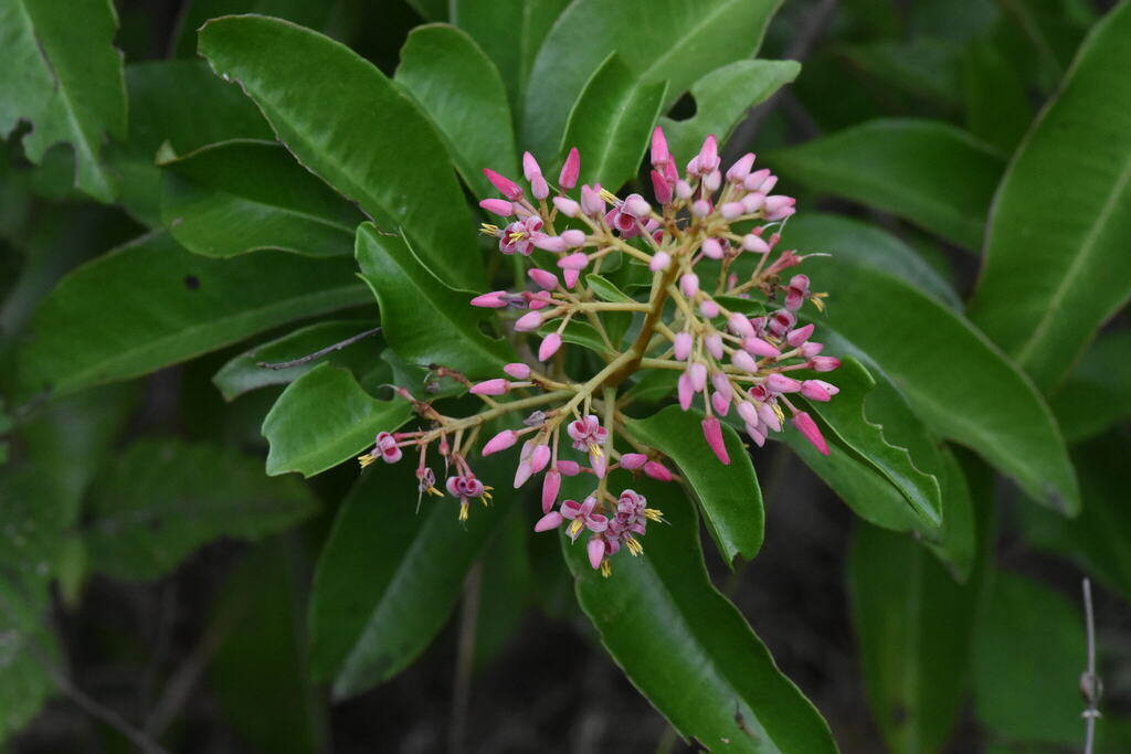 Parathesis cubana from Orange Walk District, Belize on May 9, 2022 at ...