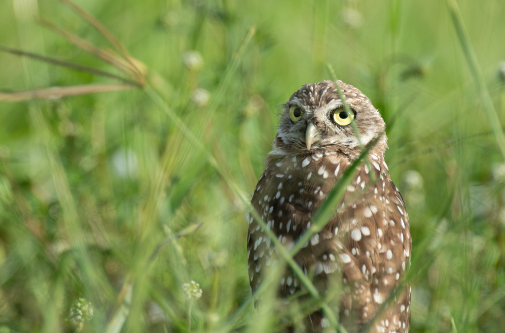 Florida Burrowing Owl in August 2022 by Xavier · iNaturalist