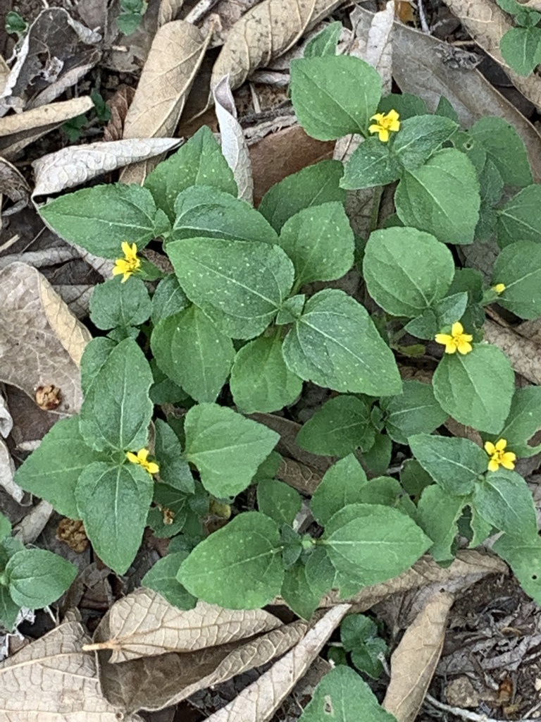 straggler daisy from Stone Oak Pkwy, San Antonio, TX, US on August 31 ...