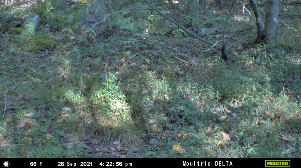 Coyote from Preston, West Virginia, United States on September 26, 2021 ...