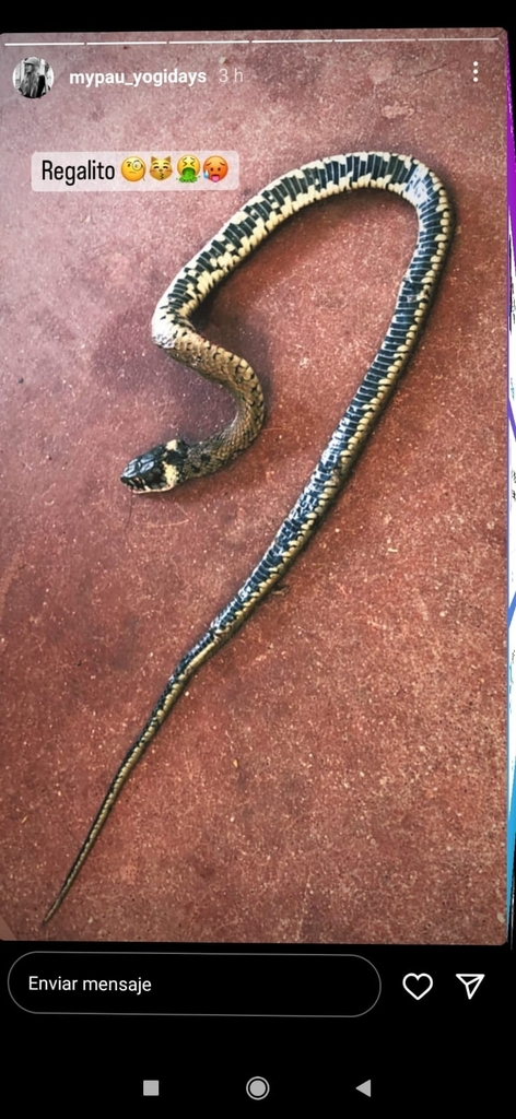Iberian Grass Snake from Tarilonte de la Peña on September 01, 2022 by Laura G. Pastrián ...