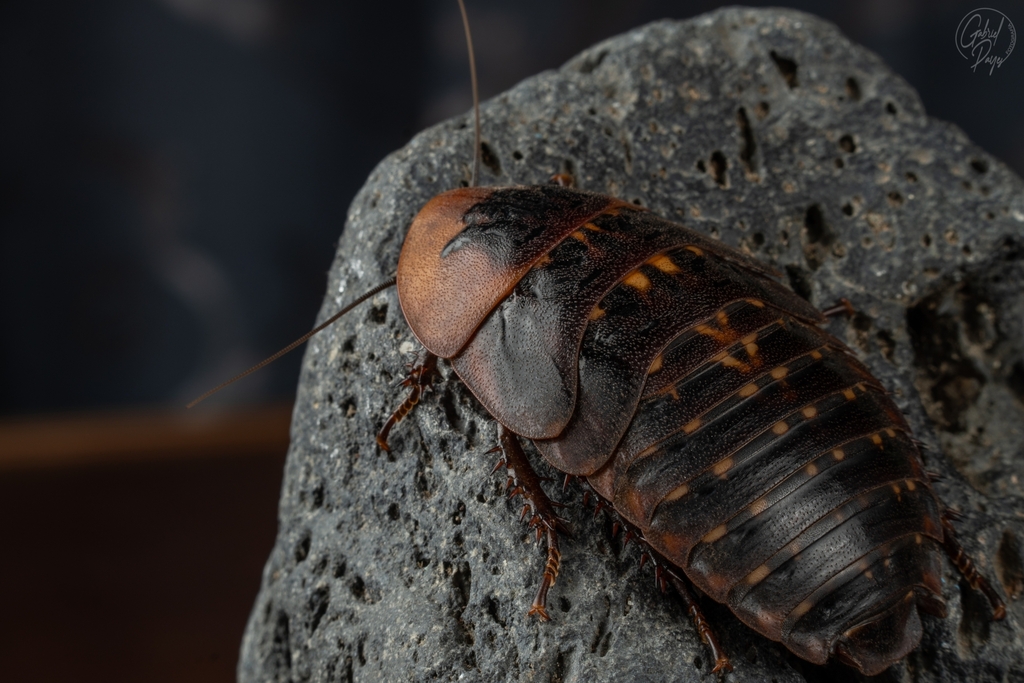 Peppered Cockroach from Jutiapa, Guatemala on August 30, 2022 at 02:41 ...