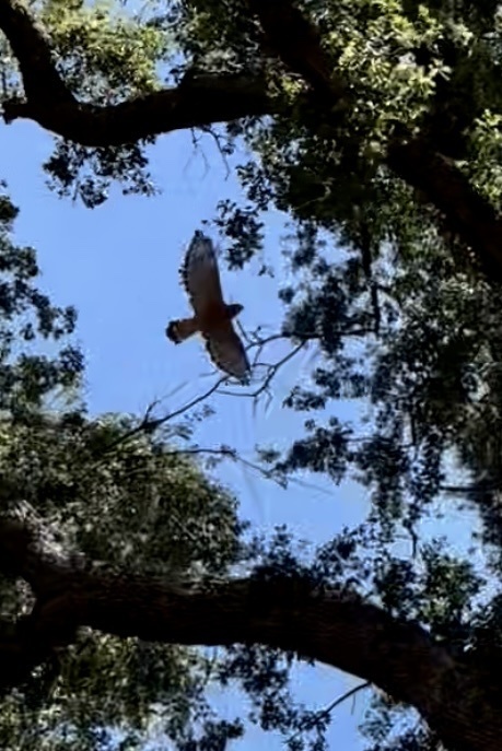 Red-shouldered Hawk from Silverado Trl, Calistoga, CA, US on September ...