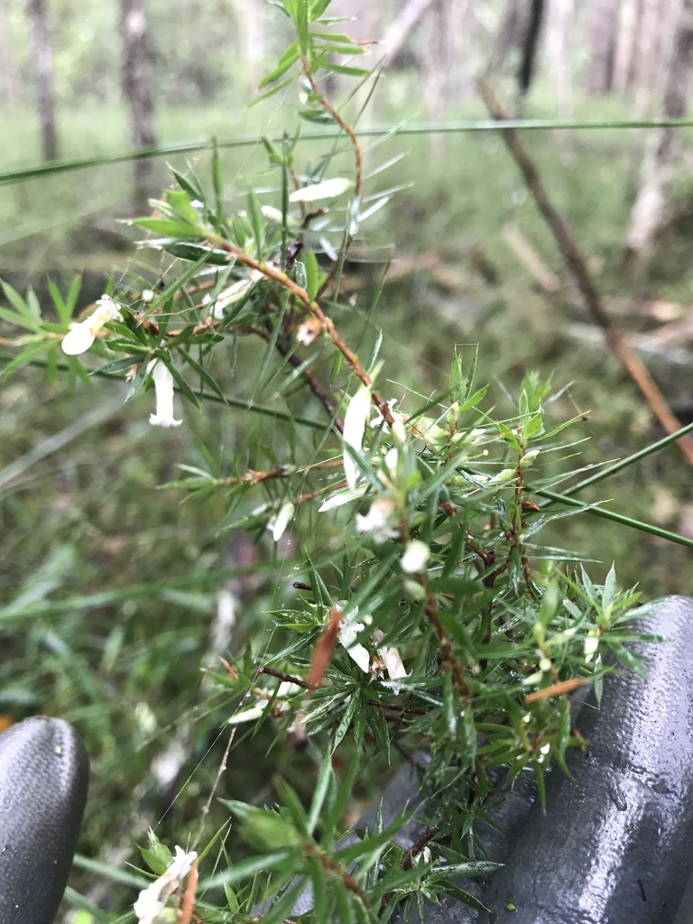 Prickly Beard-heath from Brisbane Koala Bushland, Burbank, QLD, AU on ...