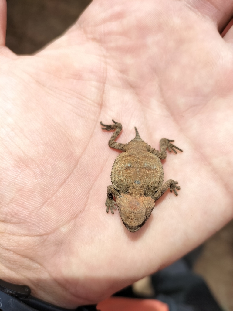 Rock Horned Lizard from Nacozari de García, Son., México on August 27 ...