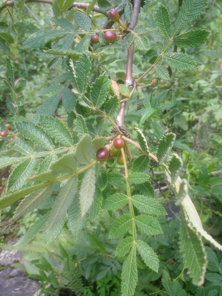 Bursera cuneata from Mario de La Cueva 15, Ciudad Universitaria, Ciudad ...